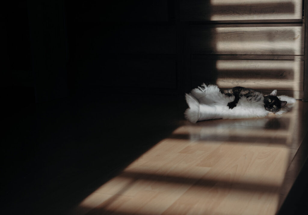 The Essential Guide to Understanding ISO in Photography