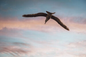 Negative Space in Photography: Creating Minimalistic Photos